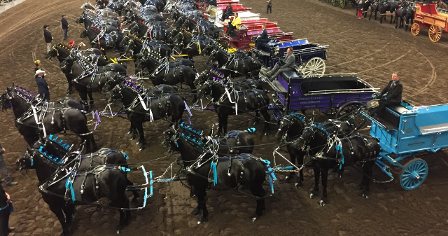 World percheron Congress - Actualités