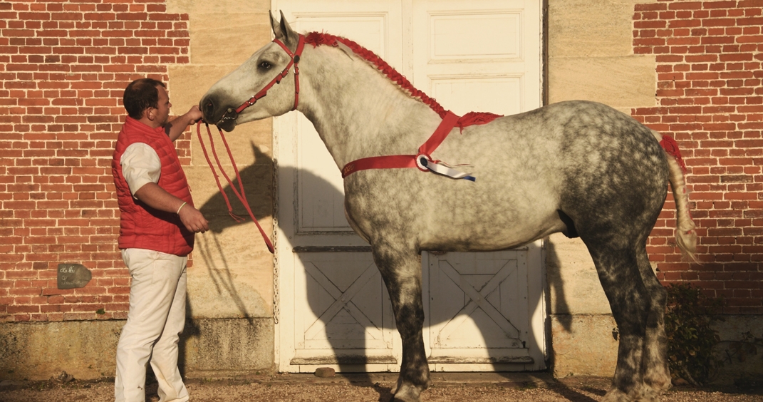 Championnat de France Percheron - Les Mâles - Actualités