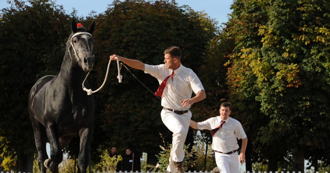 CHAMPIONNAT DE FRANCE PERCHERON 2022 - Actualités