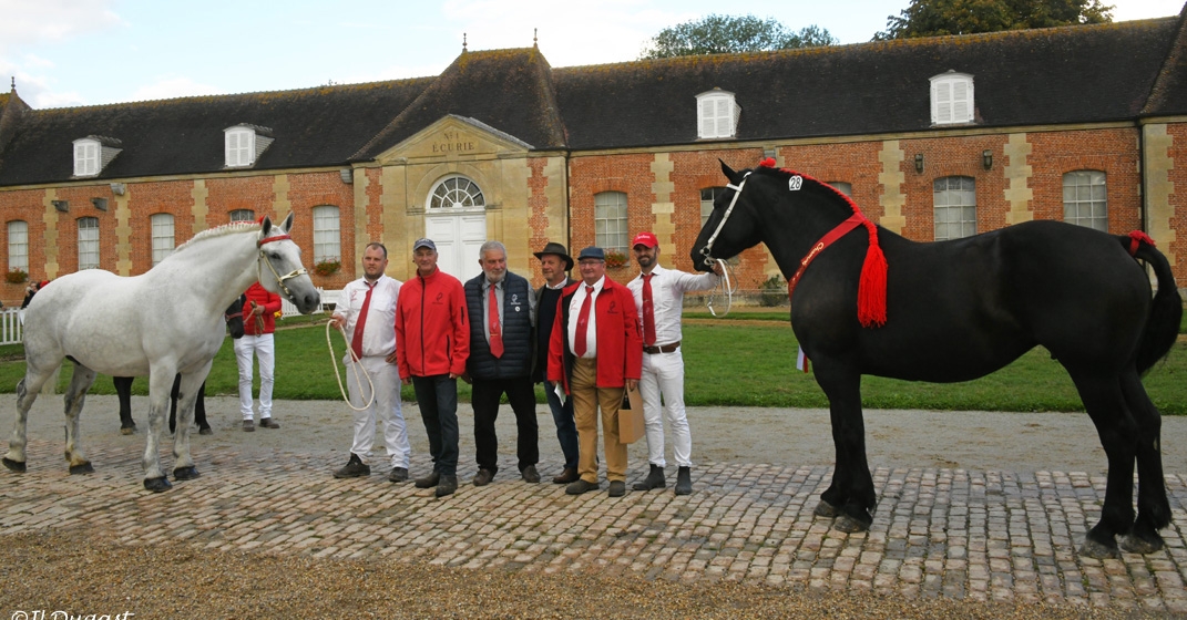 Championnat de France Percheron - Actualités