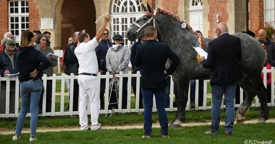 Résultats des mâles au Championnat de France Percheron - Actualités