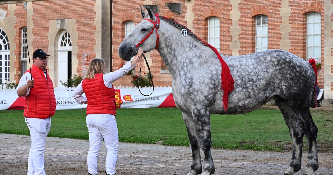 Résultats des juments au Championnat de France Percheron - Actualités